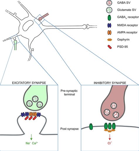 Gaba Regulates Excitatory Synapse Formation In The 54 Off
