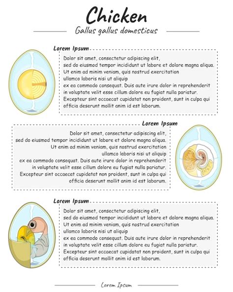 Premium Vector Chicken Egg Explanation Template