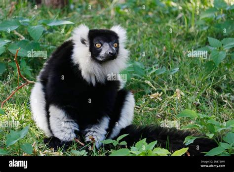 Lemurs Are Primates Belonging To The Suborder Strepsirrhini Like Other Strepsirrhine Primates