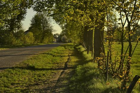 무료 이미지 경치 나무 자연 숲 잔디 목초지 햇빛 아침 잎 꽃 녹색 가을 시즌 수로 길가 관목 방법 삼림지 서식지 농촌 지역 가로수