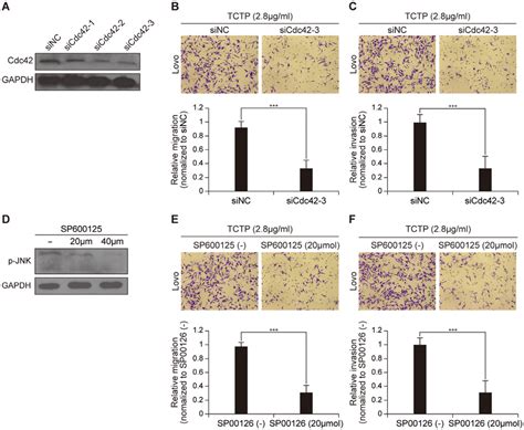 Cdc42 And Jnk Are Responsible For Extracellular Tctp Induced Cell Download Scientific Diagram