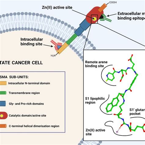 Schematic Drawing Of Psma In The Cell Membrane The Various Domains Are
