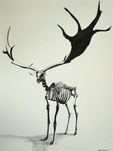 Deer Skeleton Drawing At Explore Collection Of Deer Skeleton Drawing
