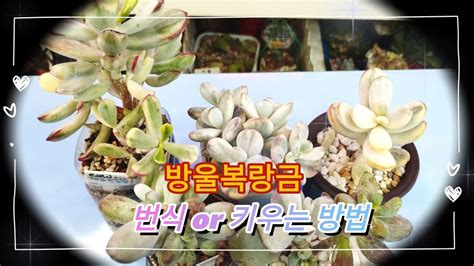 1월 7일 방울복랑금 번식 키우는방법 방울복랑금 원종방울복랑금 호피복랑금 다육식물 다육이키우기