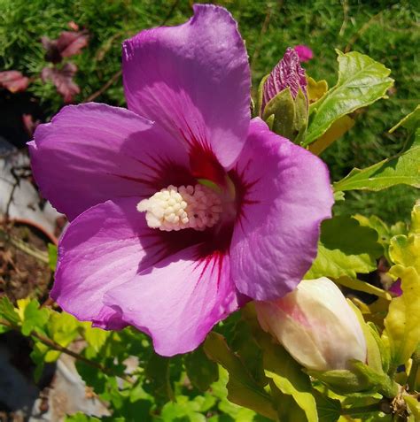 Разсадник за Разсадник за декоративна растителност