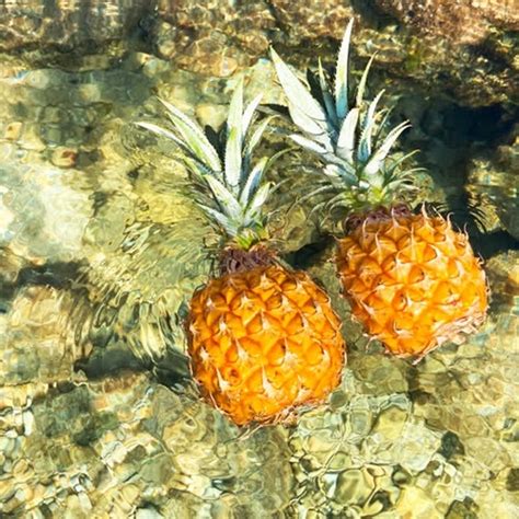 沖縄石垣島からお届けするパイナップル島野菜の通信販売有限会社平安名へんなパイン 当サイトについて