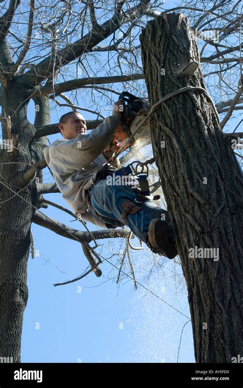 Man Cutting Tree Stock Photo Alamy