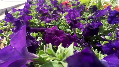 ඩුබායි වල ගිනි අව්වෙ පිපෙන ලස්සන මල් 🫶 ️ Dubai Flowers 🫶 ️ Youtube