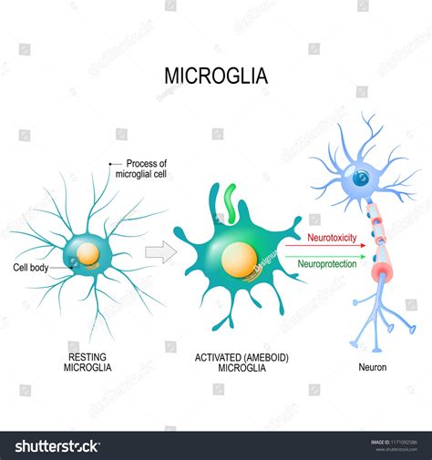 Microglial Cells