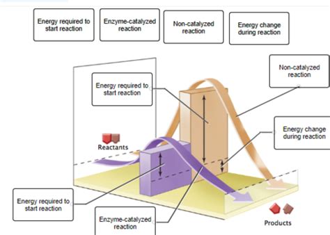 Biol Unit 2 Exam Flashcards Quizlet