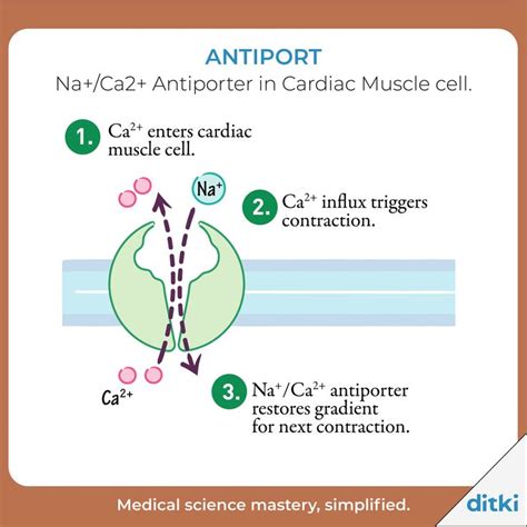 Cell Biology Glossary Active Transport Cell Biology Biology Anatomy And Physiology