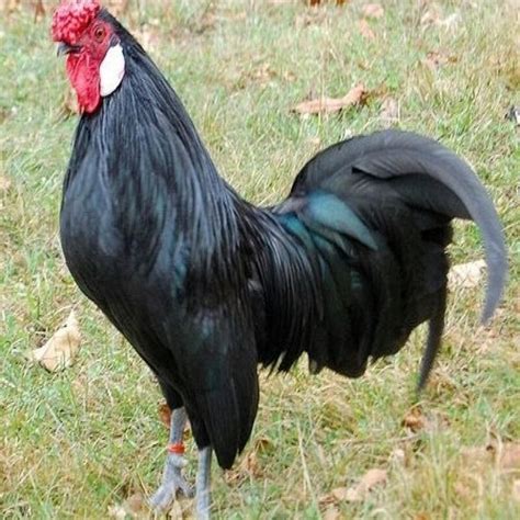 Black Rosecomb Bantam Quality Chicken Coops