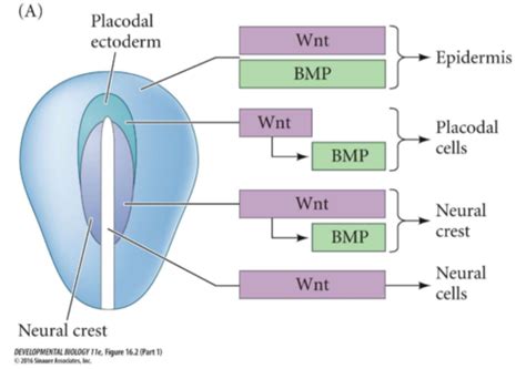 Placodes And Crest Flashcards Quizlet