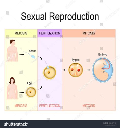 Sexual Reproduction Meiosis Fertilization Mitosis Illustration Stock