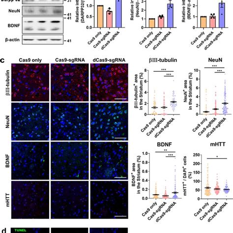 The Sgrna With Cag As Pam Sequence Reduces The Number Of Cag Repeats A Download Scientific