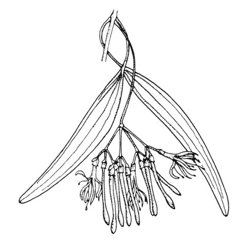 Rubus Parvifolius Revegetation Guide