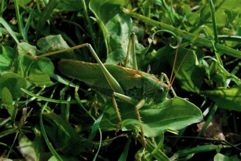 Tettigoniid By Pitrock74205 On Deviantart