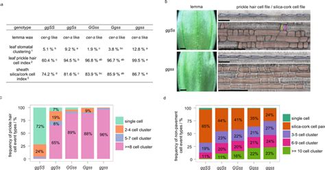 Phenotypic Analysis Of Cer G 10 And Cer S 31 Allele Combinations A Download Scientific Diagram