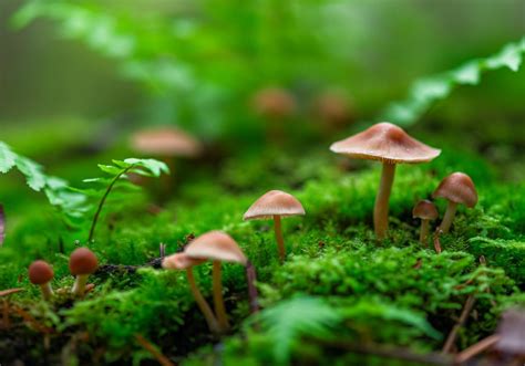 Mastering C Diff Prevention Essential Strategies To Combat Clostridium Difficile Spread