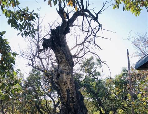 Arapgirde 800 Yıllık Menengiç Ağacı İçin Tescil Çalışması