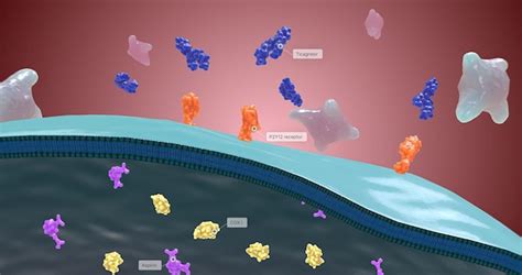 Premium Photo Platelet Activation And Aggregation Play An Important Role In Occlusive Vascular