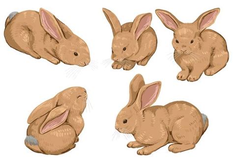 Rabbit Drawing Reference Vector Art Icons And Graphics For Free Download