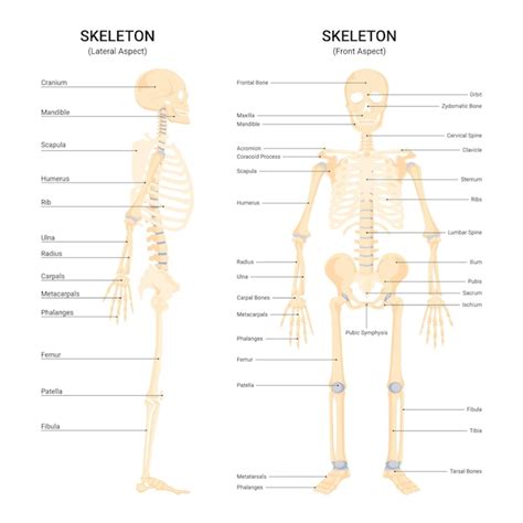 전면 및 측면 보기 인간 골격계 벡터 인포그래픽 프리미엄 벡터