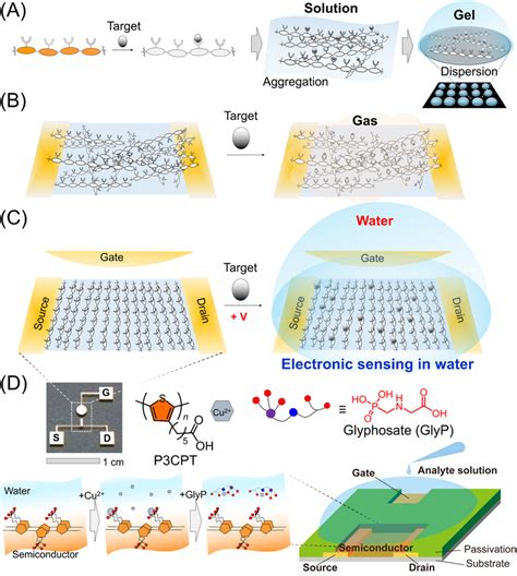Schematic Illustration Of The π‐conjugated Polymer‐based A Optical Download Scientific