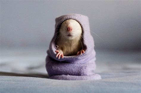 Крысы смышленые и забавные существа