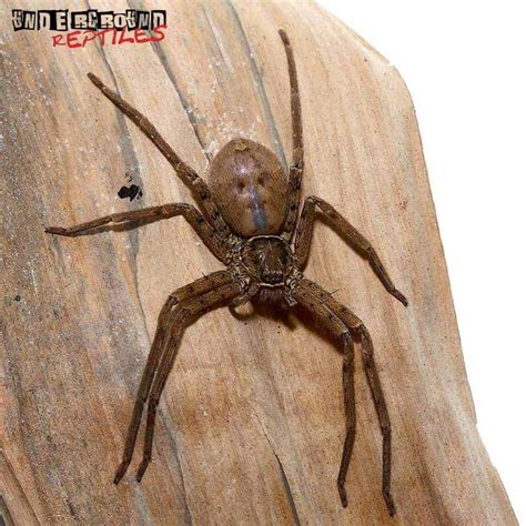 Are Giant Huntsman Spiders Poisonous At Keira Leak Blog