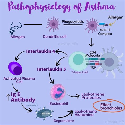 Pathophysiology Of Asthma
