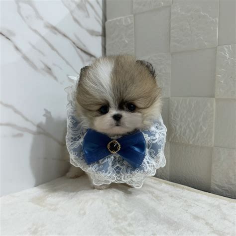 포메분양 파티포메분양 파티포메라니안분양 포메라니안분양 세이블포메분양 세이블포메라니안분양 강아지분양 미니비숑분양 말티즈분양 치와와분양 토이푸들분양 강아지책임분양 블루멀