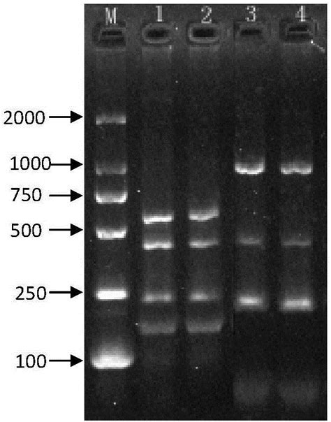 一种人类红细胞血型系统abo抗原的多重pcr Sbt基因分型方法及试剂与流程