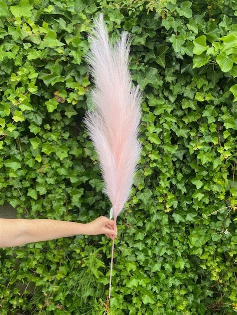Pampas Grass In Pink Sara Richards