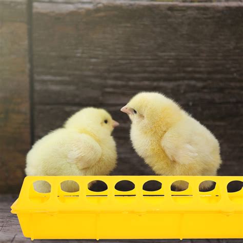 Whamvox 2 Pcs Bird Feed Container Feeding Water Feeder Trough