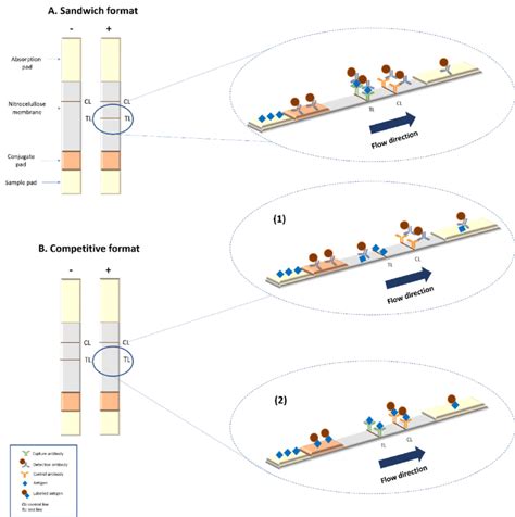 Summary Of The Basic Formats Of Lateral Flow Assays A Scheme Of A Download Scientific
