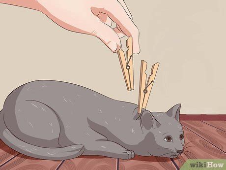 How To Deactivate Your Cat Steps With Pictures WikiHow
