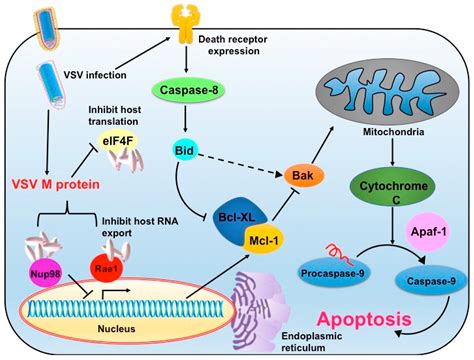 Oncotargeting By Vesicular Stomatitis Virus Vsv Advances In Cancer