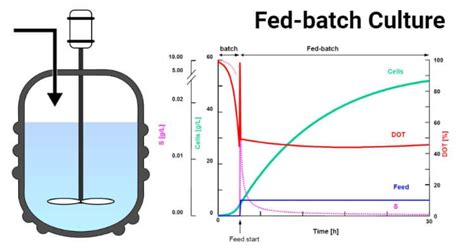 fed batch culture definition principle process types
