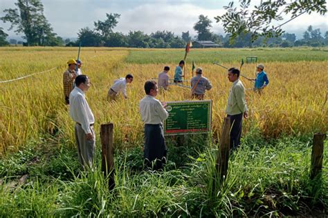 ၂၀၂၃ခုနှစ် မိုးစပါးရာသီတွင် မောက်မယ်မြို့နယ်၌ မျိုးသန့်ပွားမျိုးစေ့ Rs မိုးစပါးစံကွက်ရိတ်သိမ်း