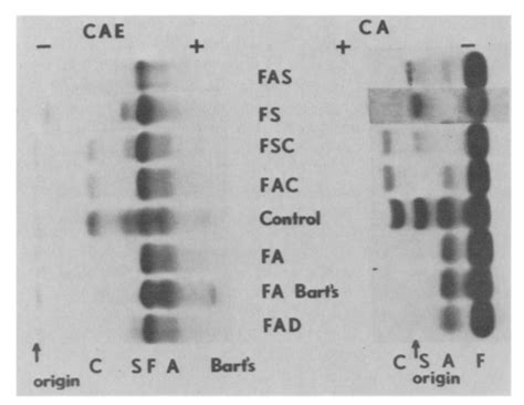 C O R D Blood Screening Hemoglobin F Is The Major Hemoglobin Fraction