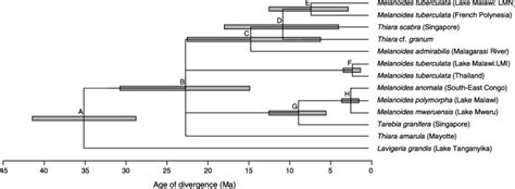 Divergence Within Thiaridae Sensu Stricto Dated Using Five Fossil