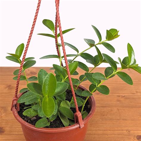 Flowering Air Plants Etsy