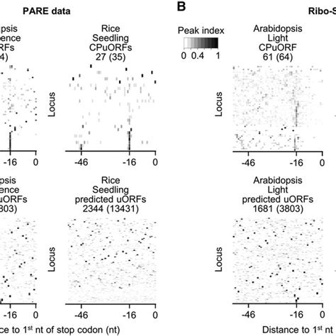 Transcriptome Analysis Pipeline For Isoform Sequencing Schematic