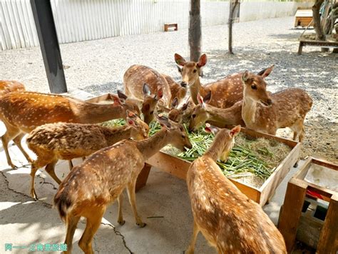 Detecting Mammals Object Detection Dataset By The Wandering Soul Mr Grim Fate