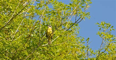 Measuring Biodiversity The Quest For A Common Metric Climate Impact Partners