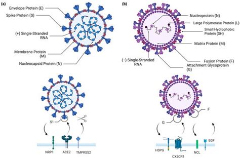 Biology Free Full Text Exploring The Immune Response Against RSV