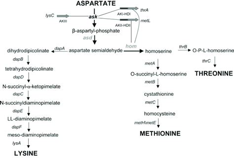 2 The Lysine Biosynthetic Pathway Genes Marked In Red Ask Asd And Download Scientific
