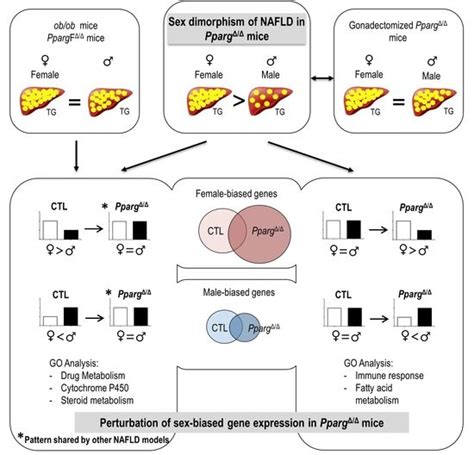 Ijms Free Full Text Sex Dimorphism Of Nonalcoholic Fatty Liver