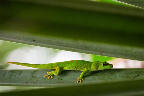 Definitive Guide To Madagascar Day Gecko Facts Habitat Conservation